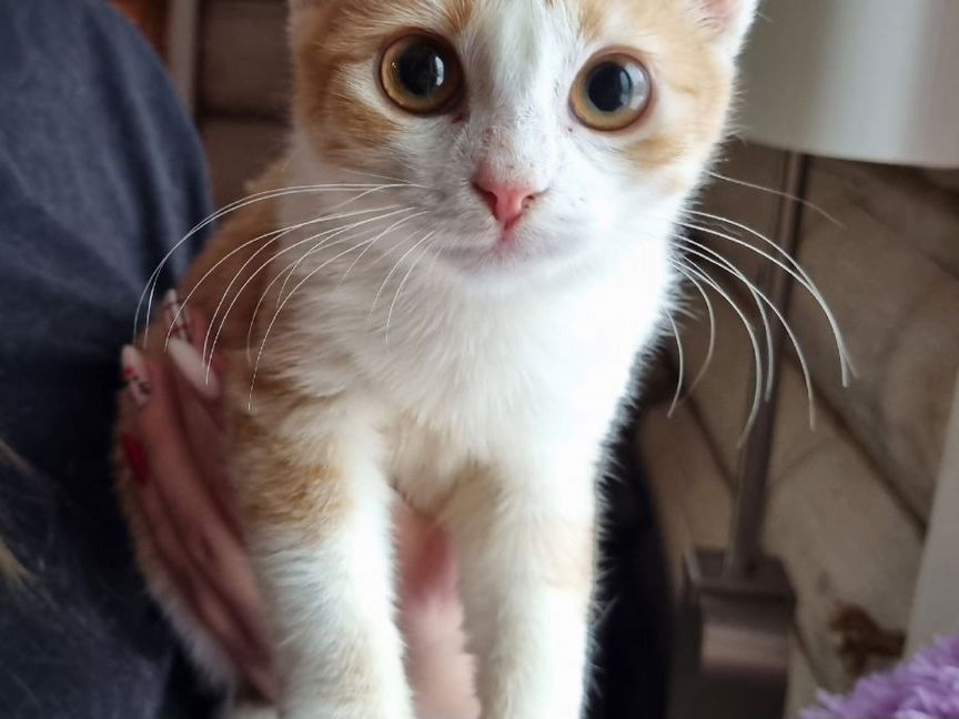 Рыжий котенок Фёдор из Крыма