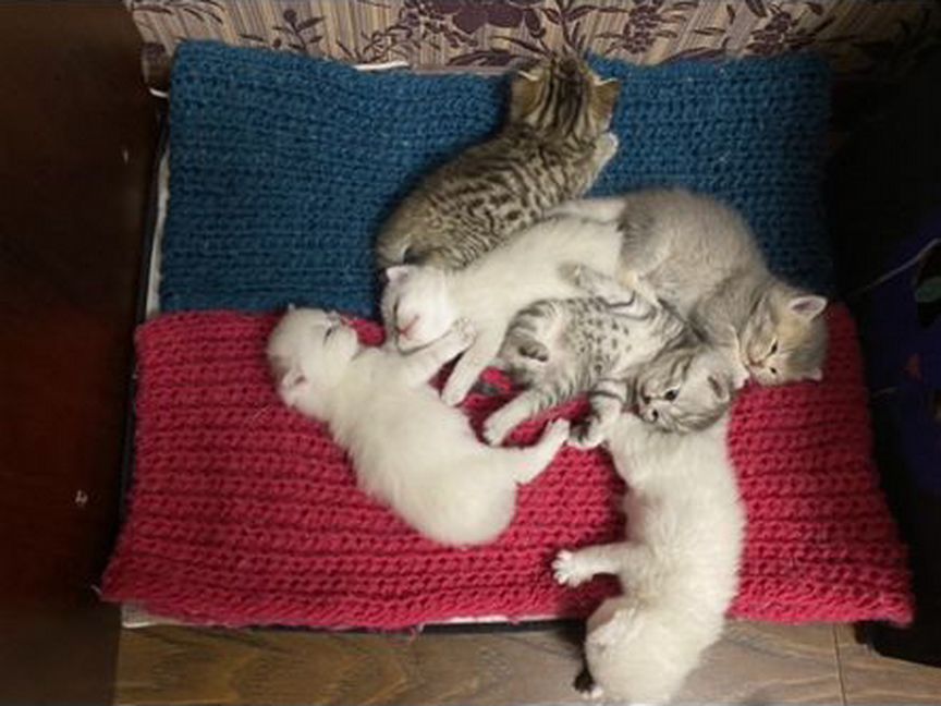 Британские котята