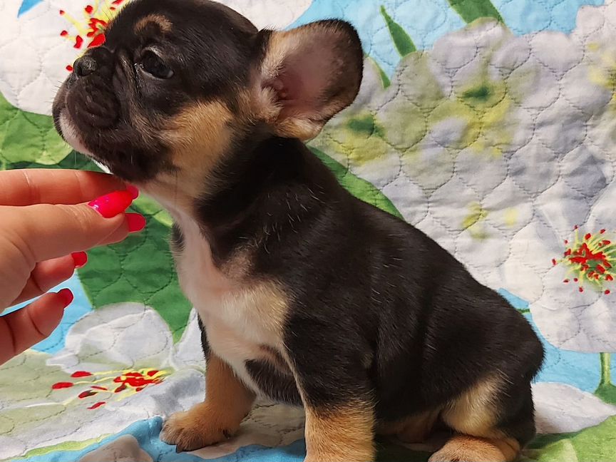 Французик чёрный подпал