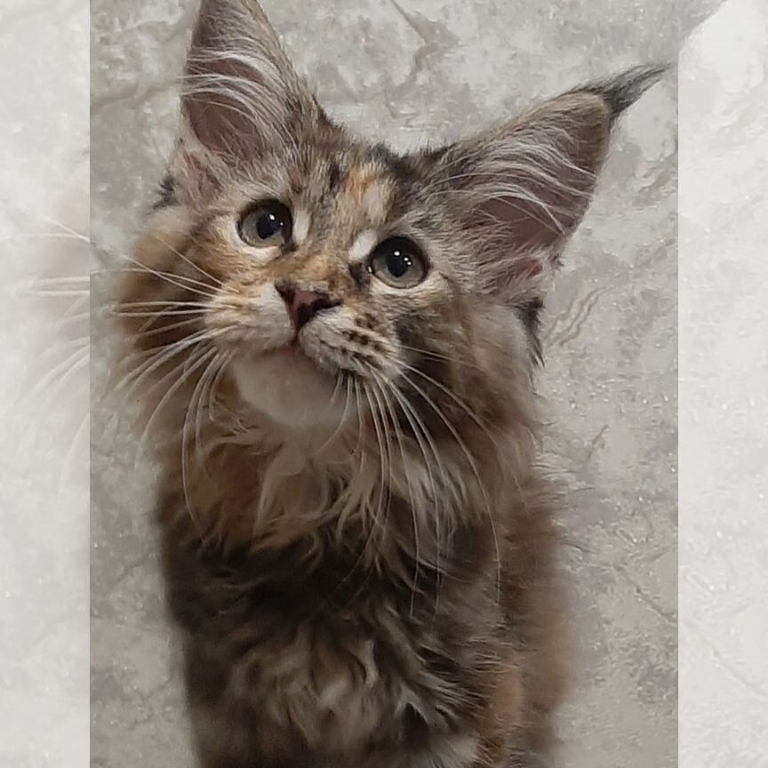 Котята мейн-кун