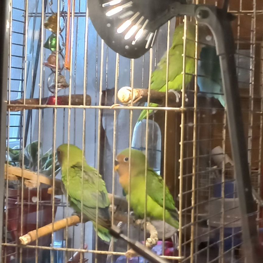 Попугай неразлучники