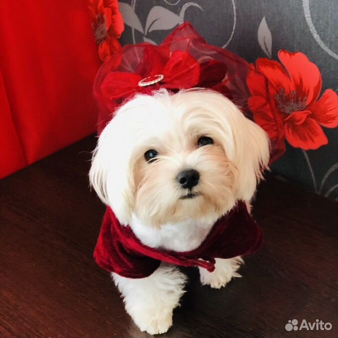 Мальтийская болонка мини мальтезе