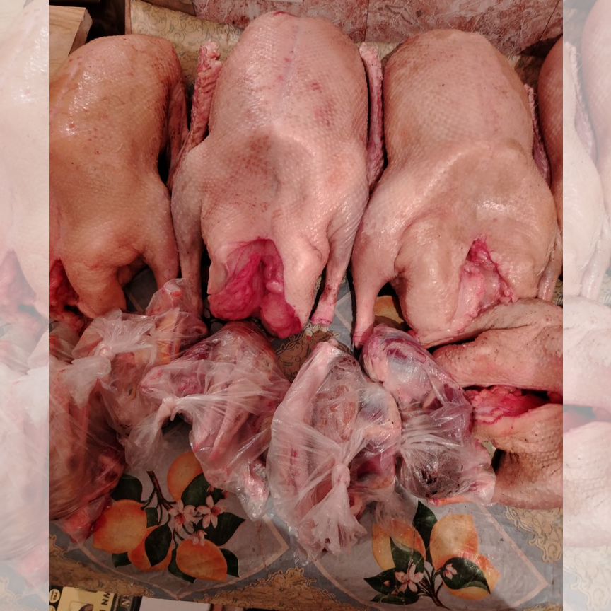 Продажа мясо гуся