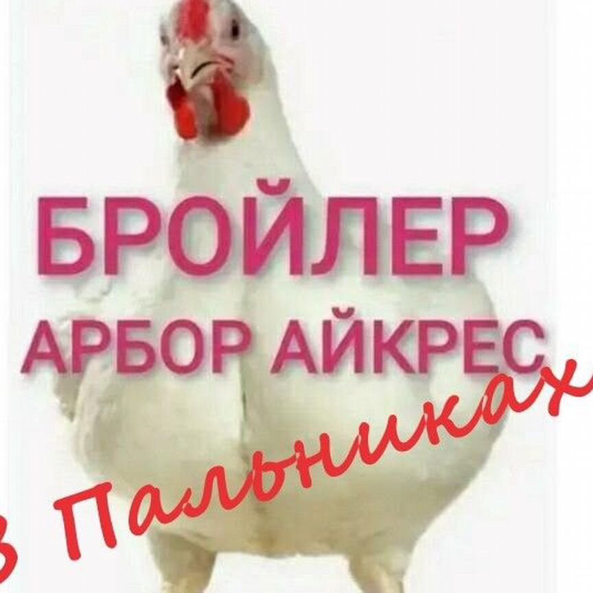 Бройлер Кобб 700 Арбор суточные и подрощенные