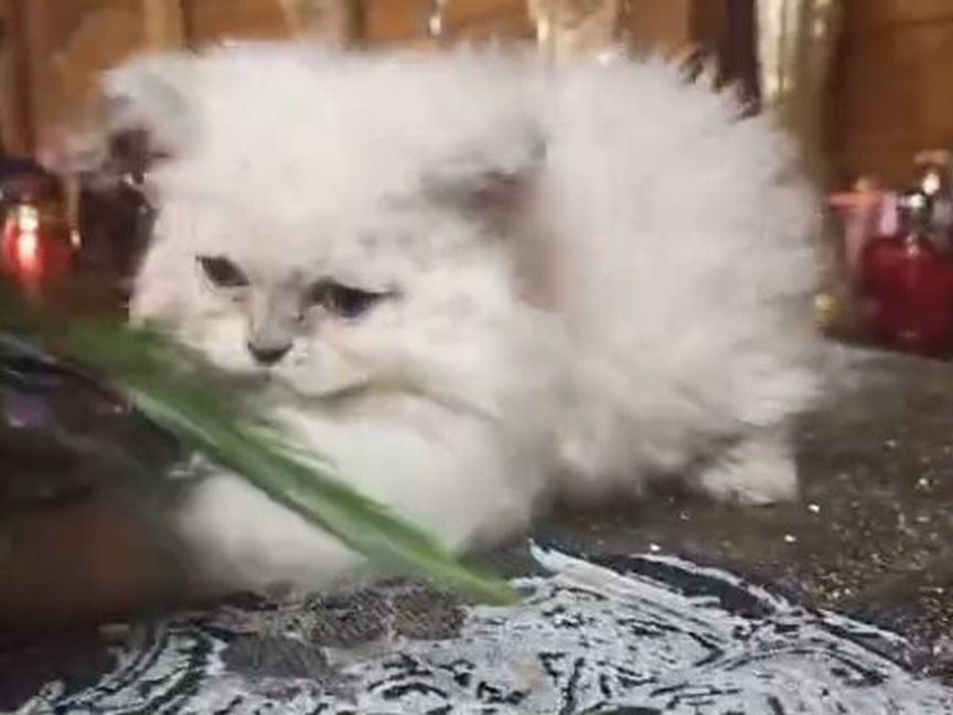 Кошечка селкирк, 2 месяца