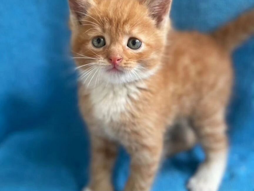 Маленький рыжий котенок в добрые руки