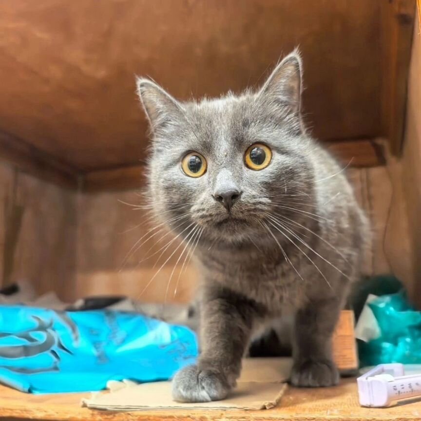 Котик бесплатно