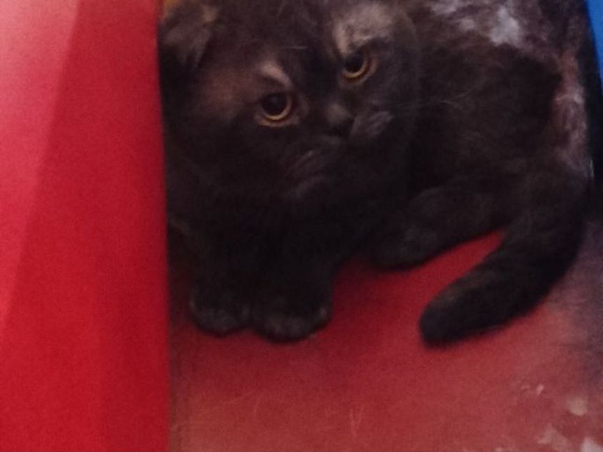 Кошка