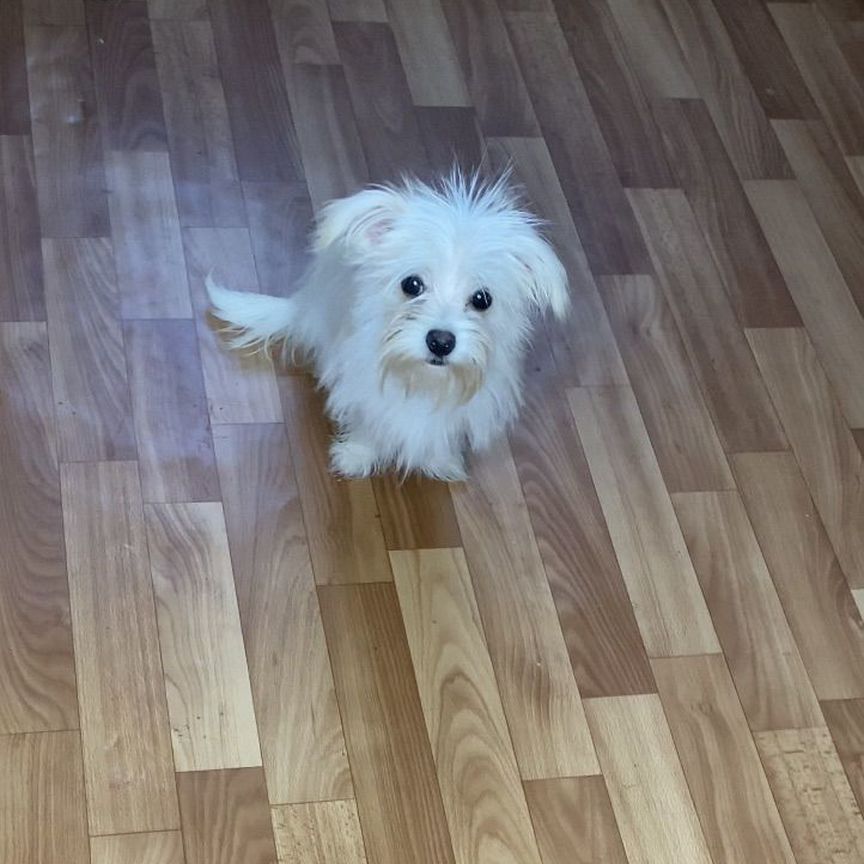 Мальтипу белые