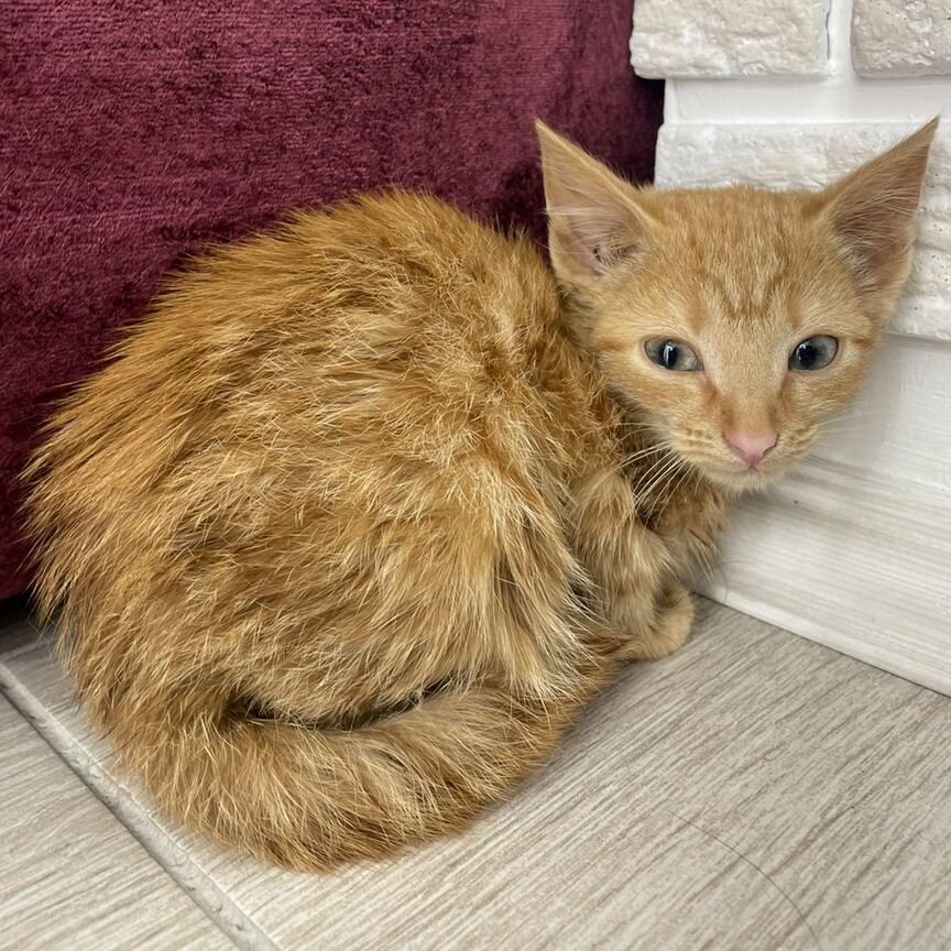 Котята
