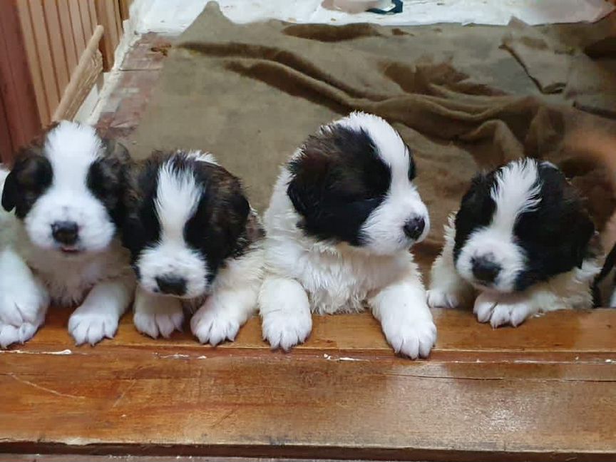 Продажа щенков московской сторожевой породы