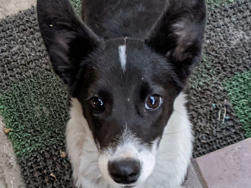 Щенок Тася в добрые руки