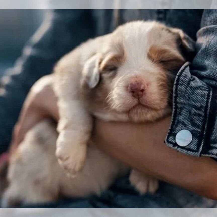 Австралийская овчарка, щенок