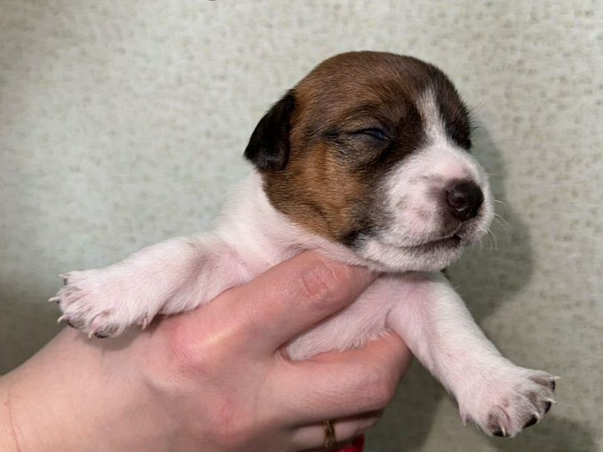 Щенки джек Рассел терьер гладкошерстный