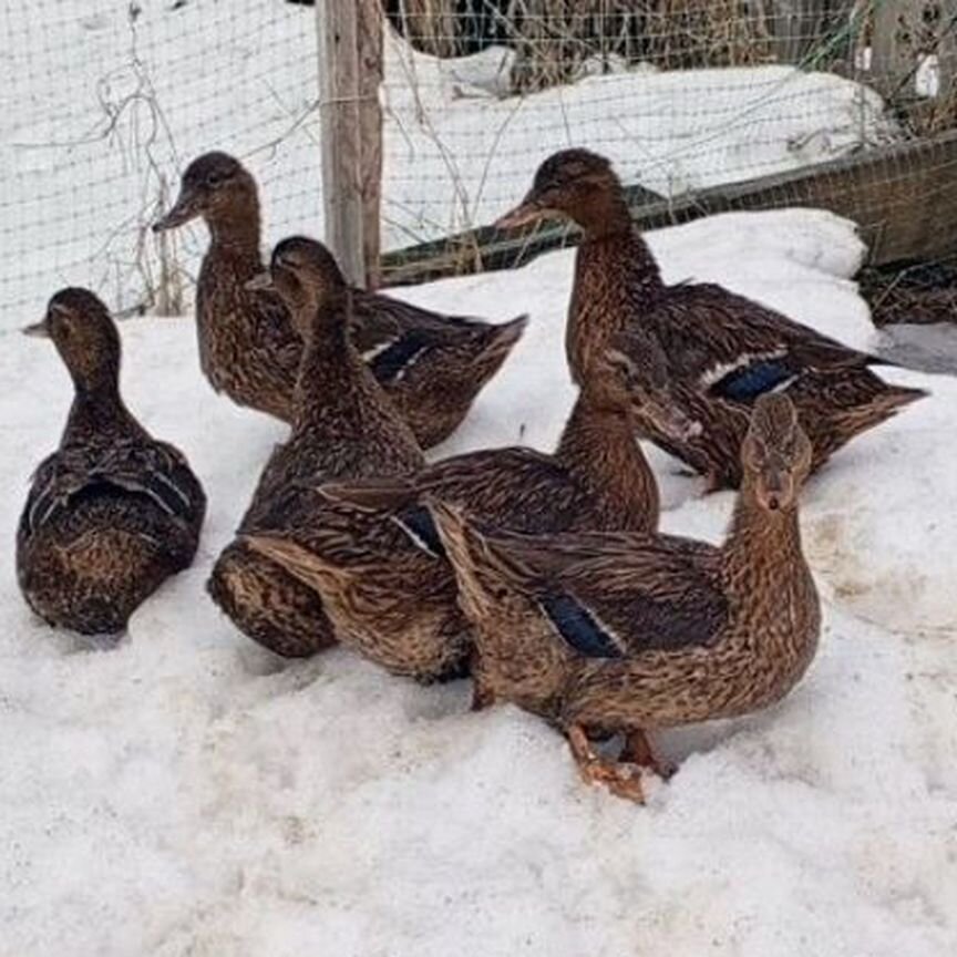 Подсадные утки Кряква