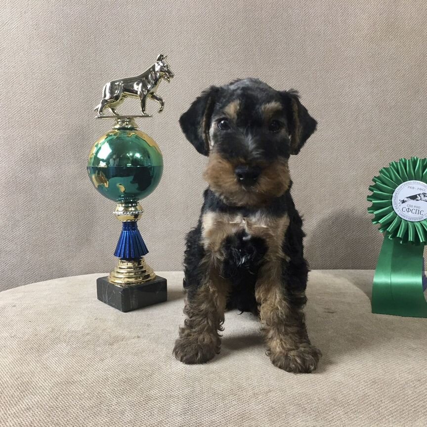 Щенок вельштерьера