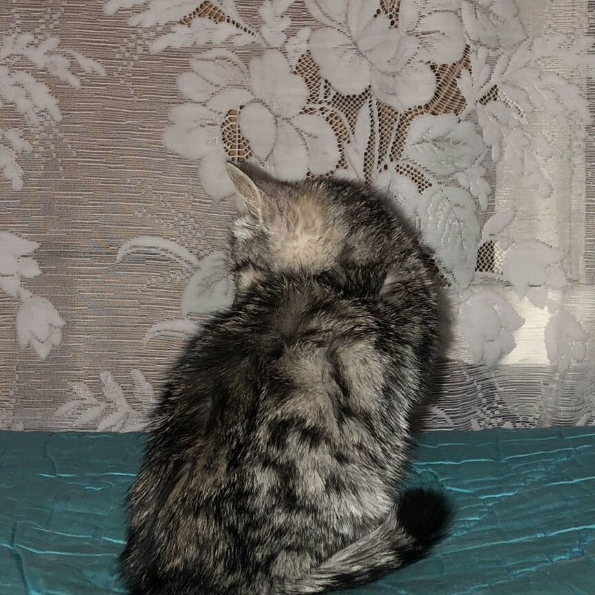 Котенок девочка в добрые руки