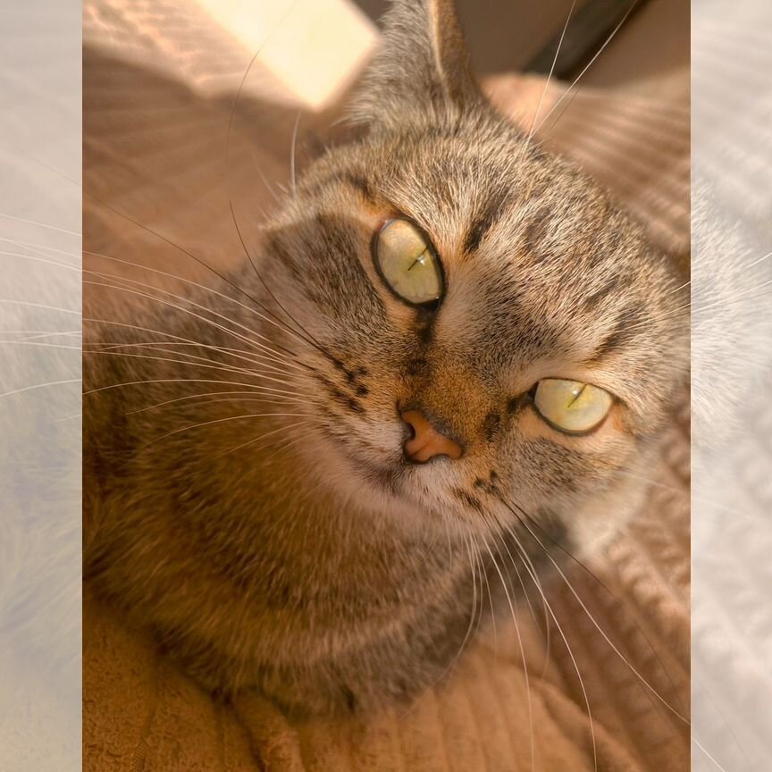 Кошка мышеловка