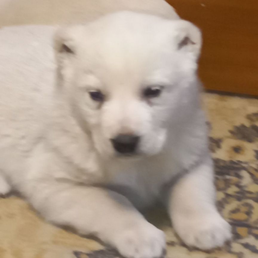 Среднеазиатская овчарка, щенок