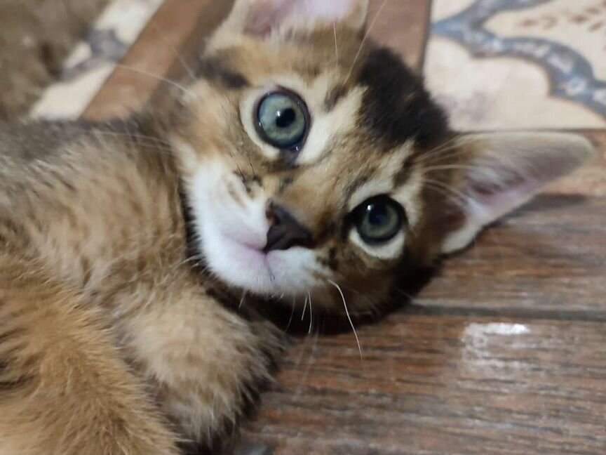 Котята Абикун