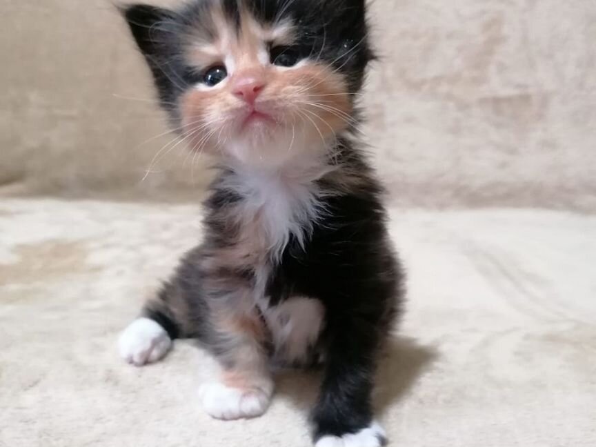 Мейн-куняшки очаровашки