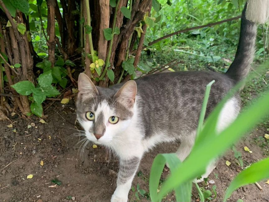 Кошечка Лола ищет дом