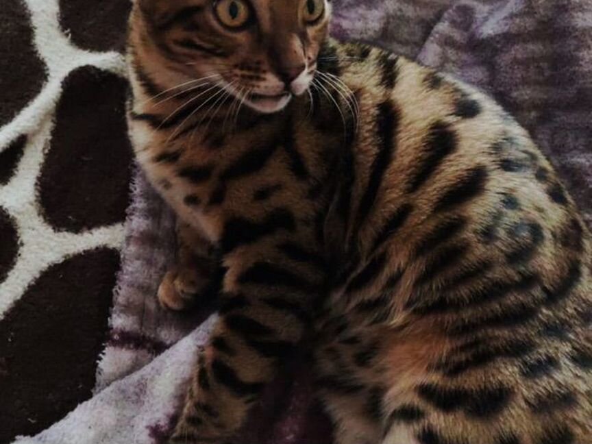 Бенгальские котята