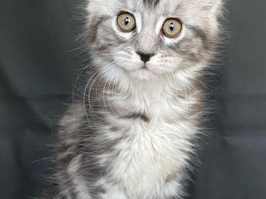 Котята мейн-кун