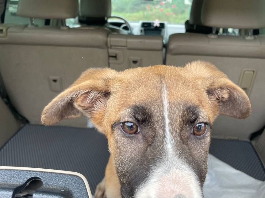 Щенок в добрые руки бесплатно