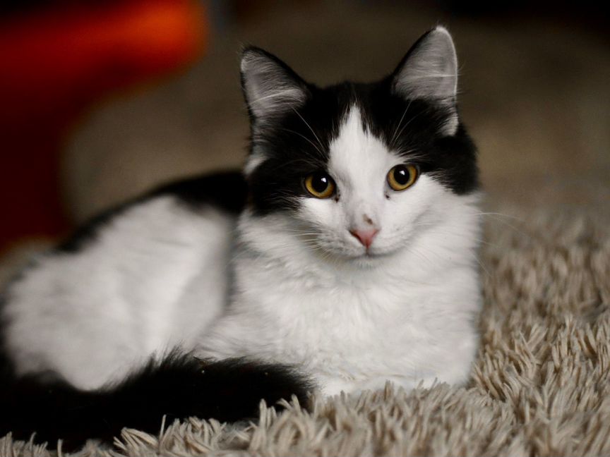 Котята в дар