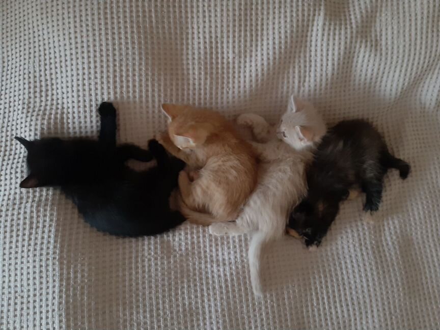 Котята в добрые руки приучены к лотку