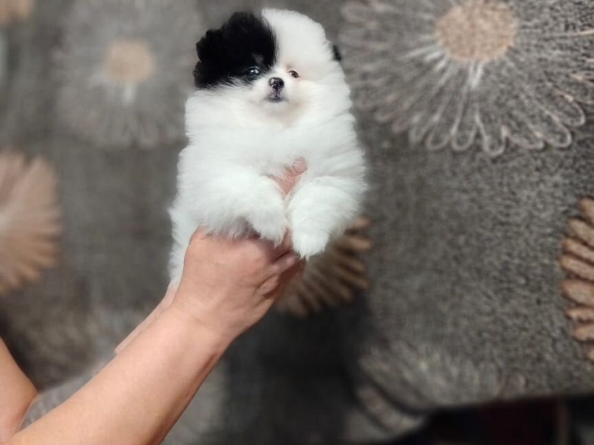 Щеночки шпиц