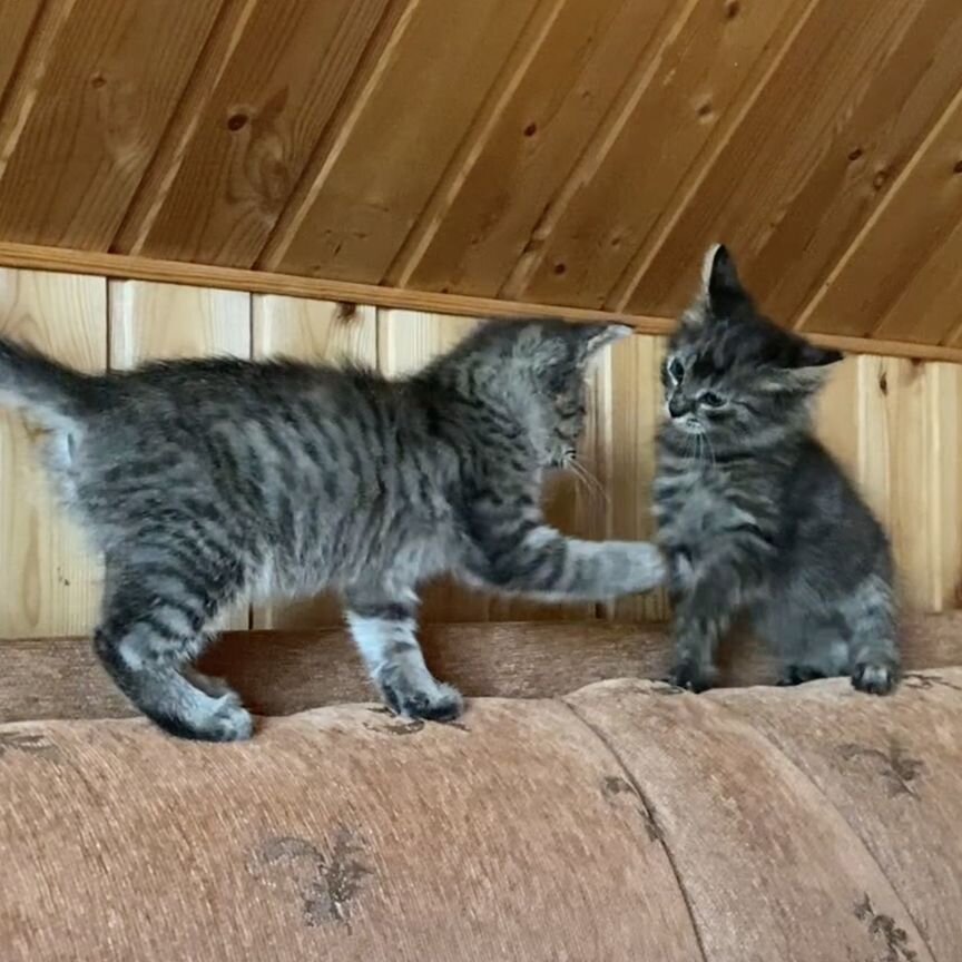 Котята в добрые руки приучены к лотку