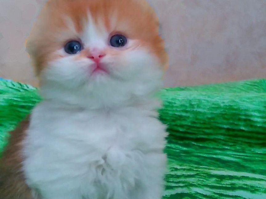 Шотландские котята