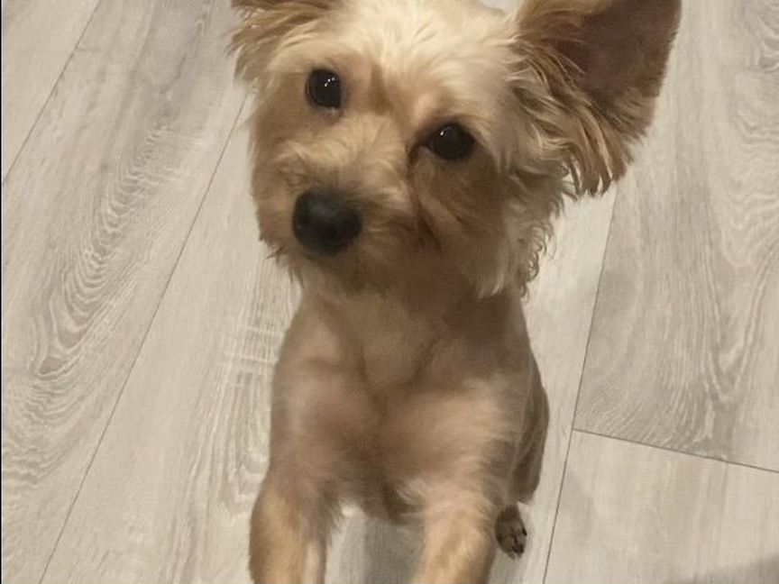 Мальчки бивера на взку