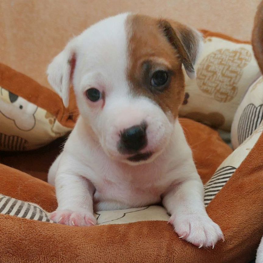 Джек-рассел-терьер, щенок