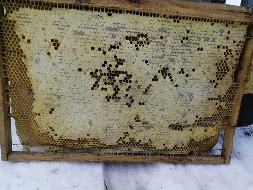 Продам мёд в сотах