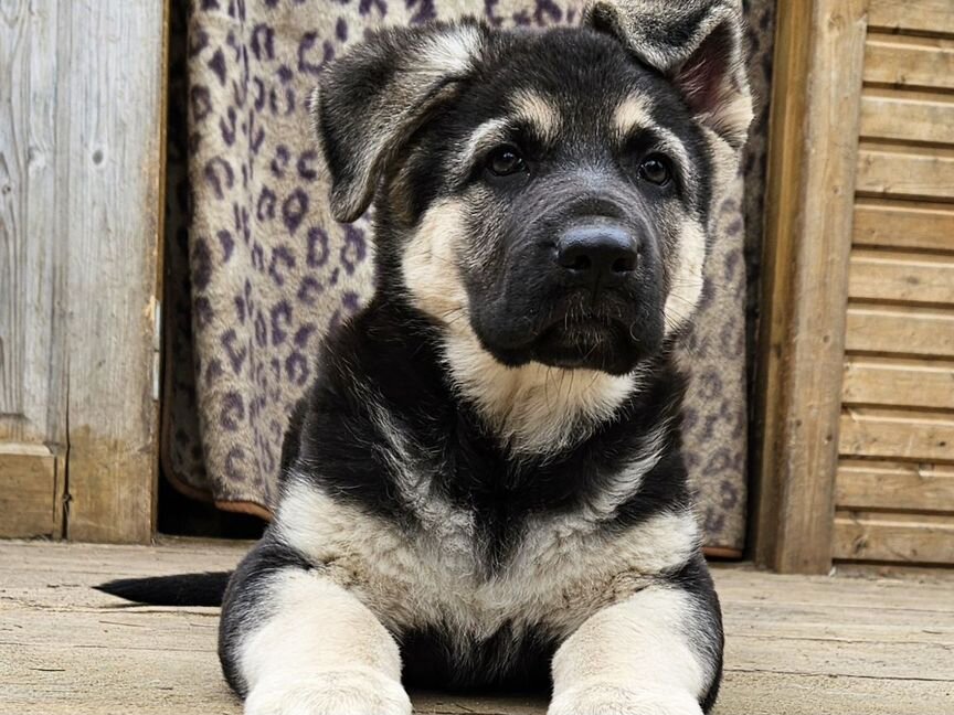 Восточноевропейская овчарка