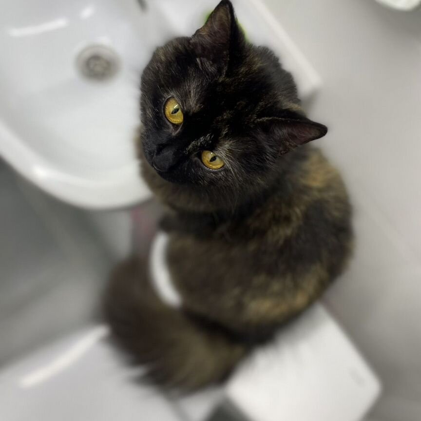 Кошка