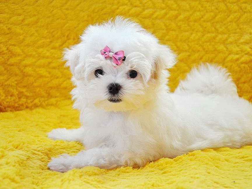 Девочка Бонни Мальтезе