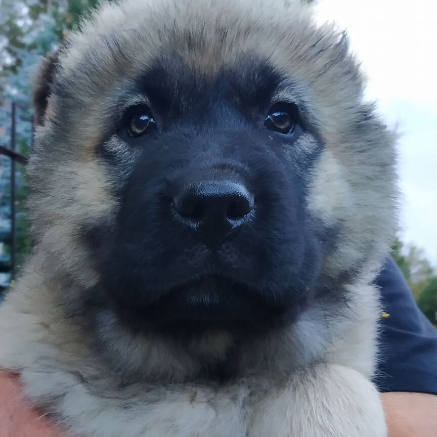 Щенки кавказской овчарки