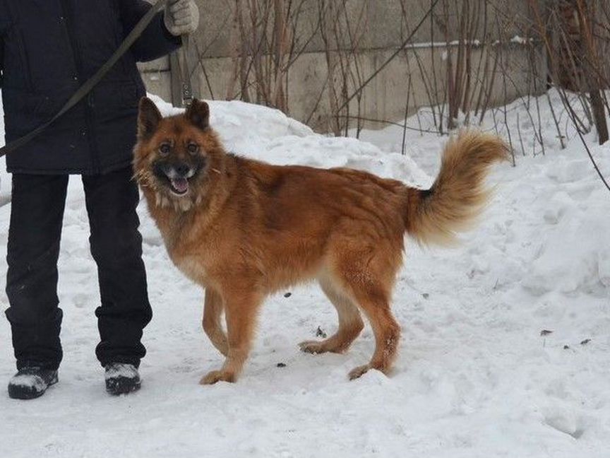 Отдам молодую стерильную собачку