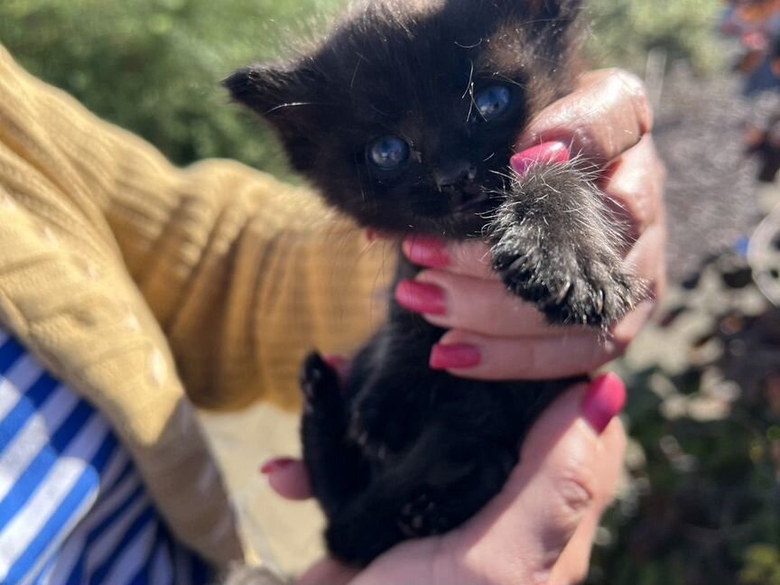 Котенок в добрый руки