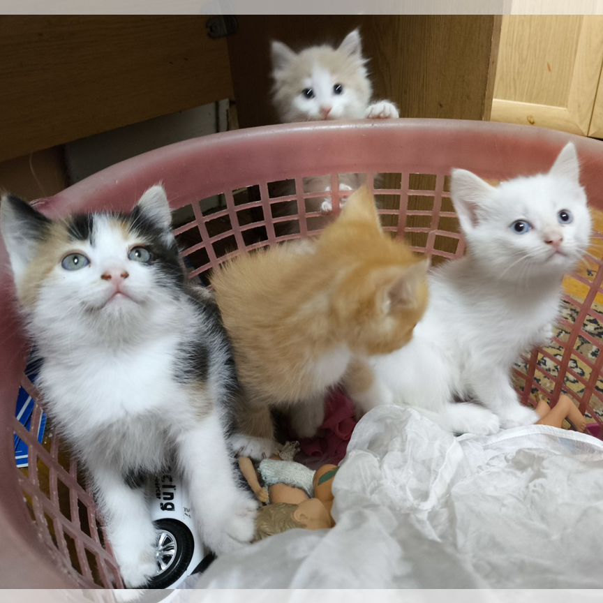 Котята