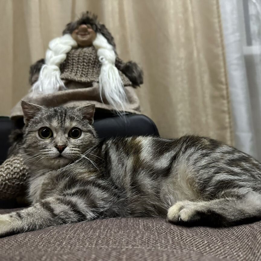 Шотландская кошка