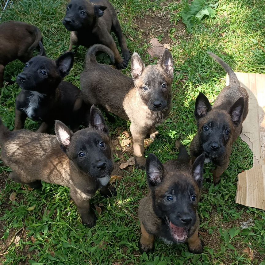 Щенки малинуа