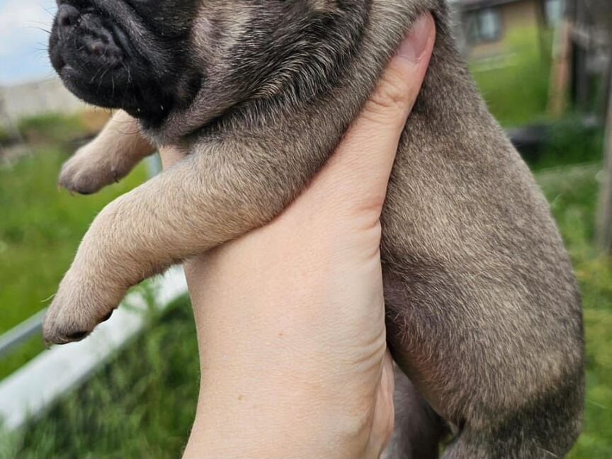 Щенки мопса