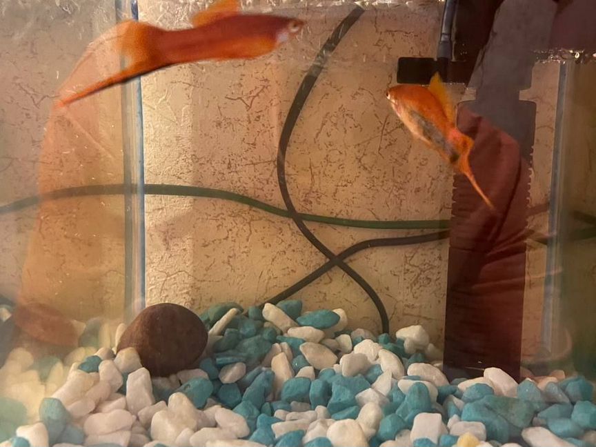 Меченосцы бесплатно