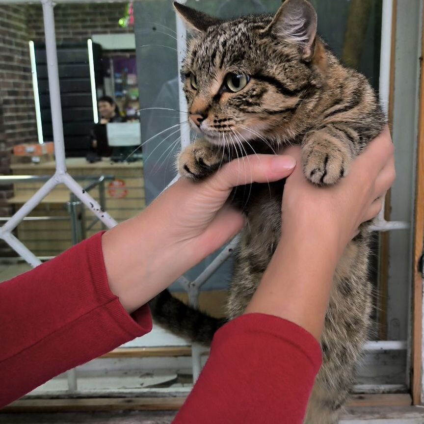 Кошка в добрые руки