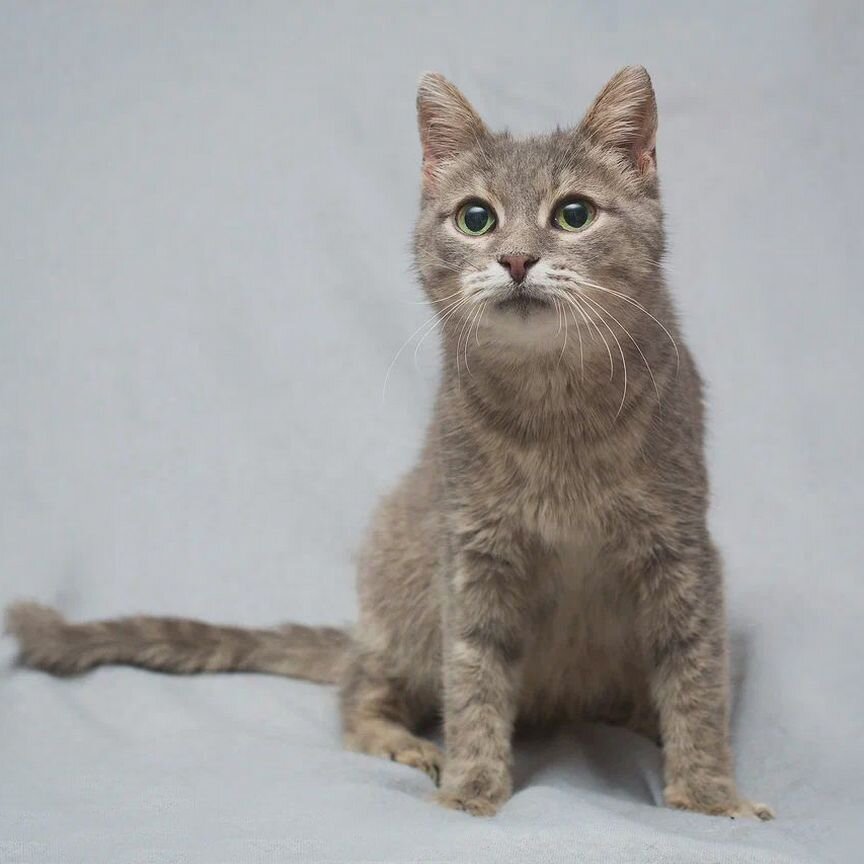 Ласковой Ксюше нужен дом